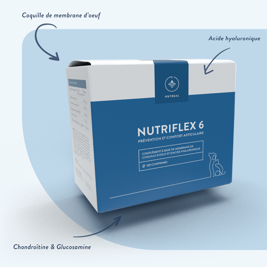 Nutriflex 6 – Nutreal